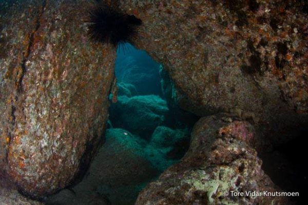 Dive into Mogan Caves with ScubaSur Scuba Diving Gran Canaria