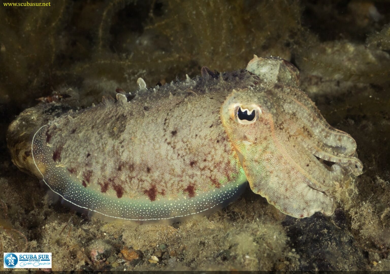 Discover the cuttlefish - ScubaSur Scuba Diving Gran Canaria