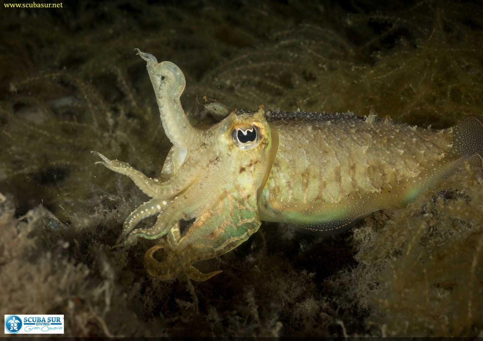 Discover the cuttlefish - ScubaSur Scuba Diving Gran Canaria