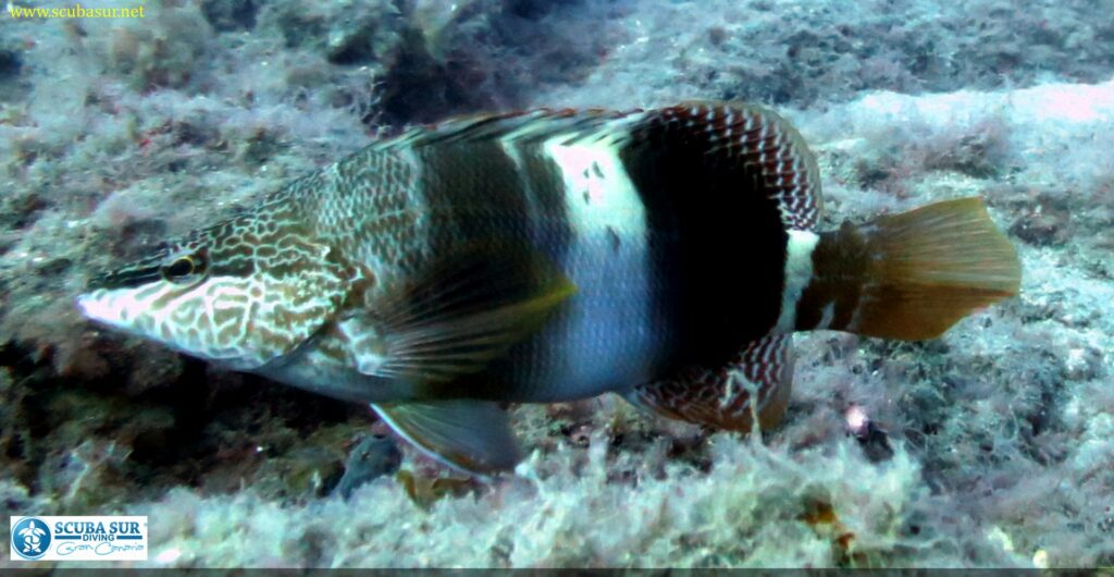 Painted comber - ScubaSur Scuba Diving Gran Canaria