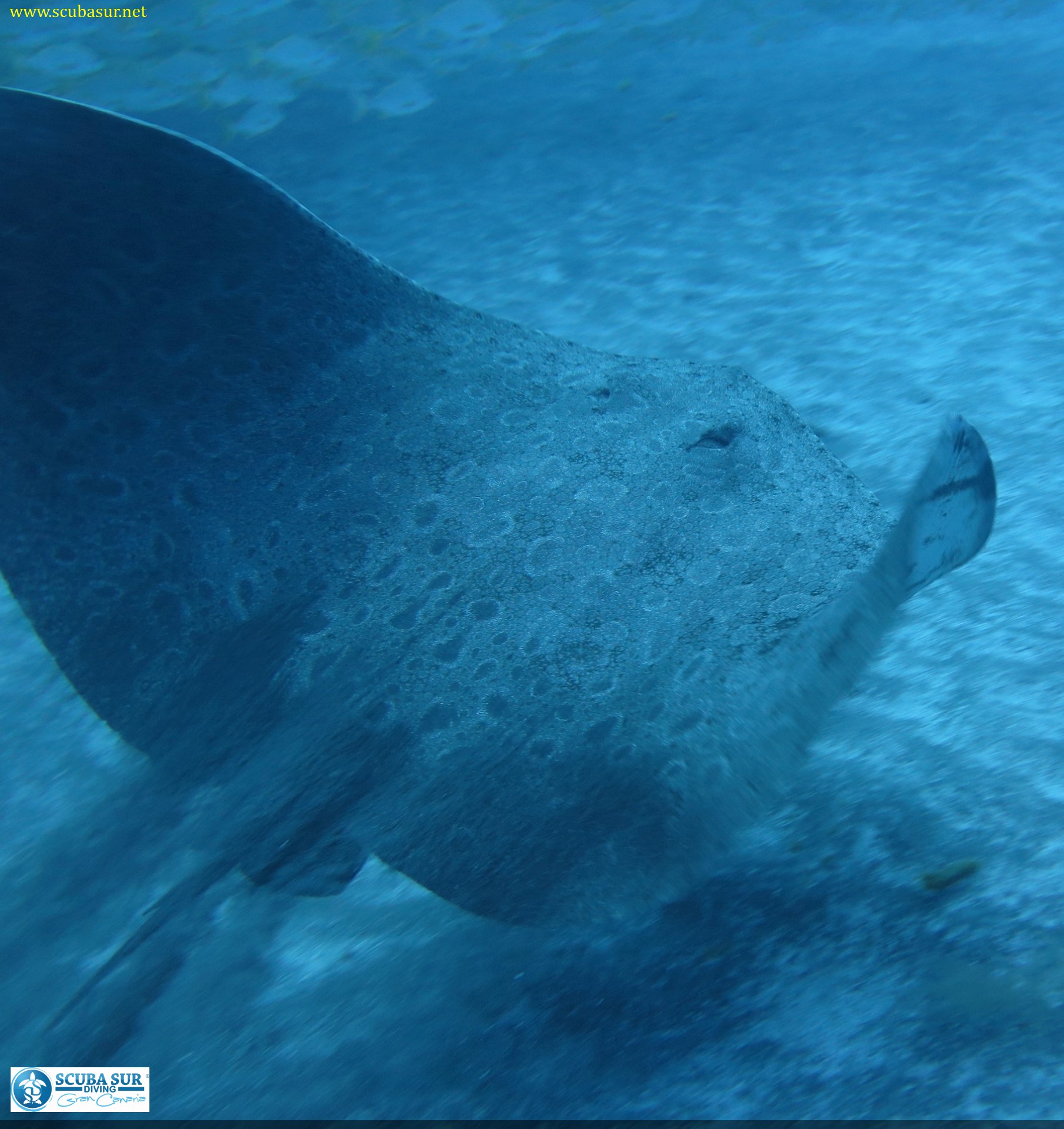 Spiny butterfly ray - ScubaSur Scuba Diving Gran Canaria