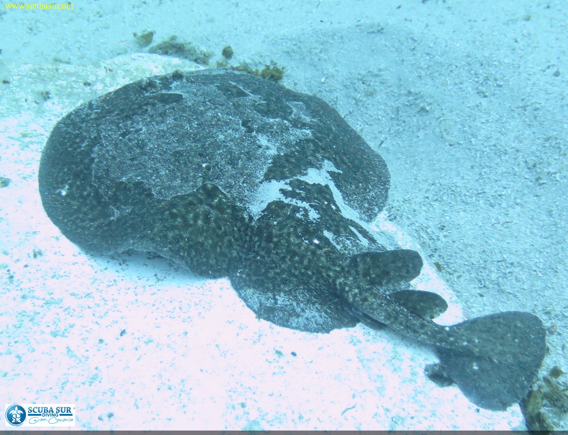 Marbled electric ray - ScubaSur Scuba Diving Gran Canaria