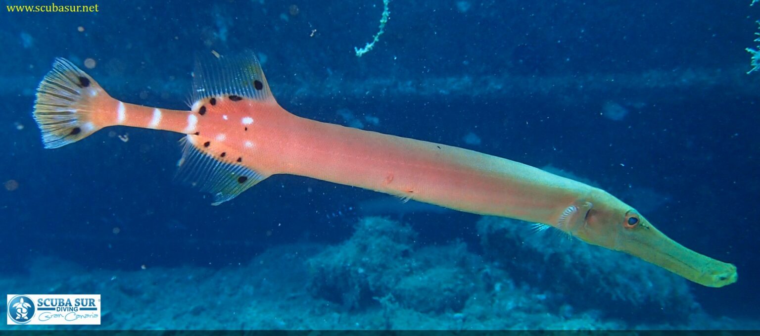 Atlantic trumpetfish - ScubaSur Scuba Diving Gran Canaria
